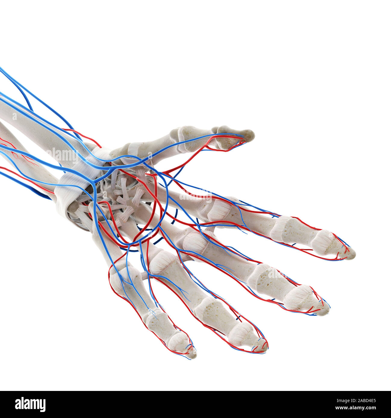 3d rendered medically accurate illustration of the blood vessels of the ...