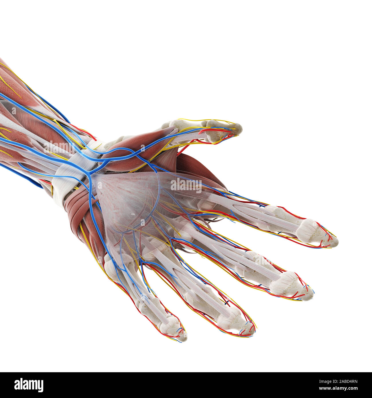 3d rendered medically accurate illustration of the anatomy of the hand ...