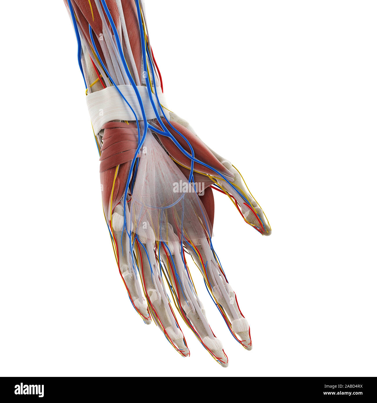 3d rendered medically accurate illustration of the anatomy of the hand ...