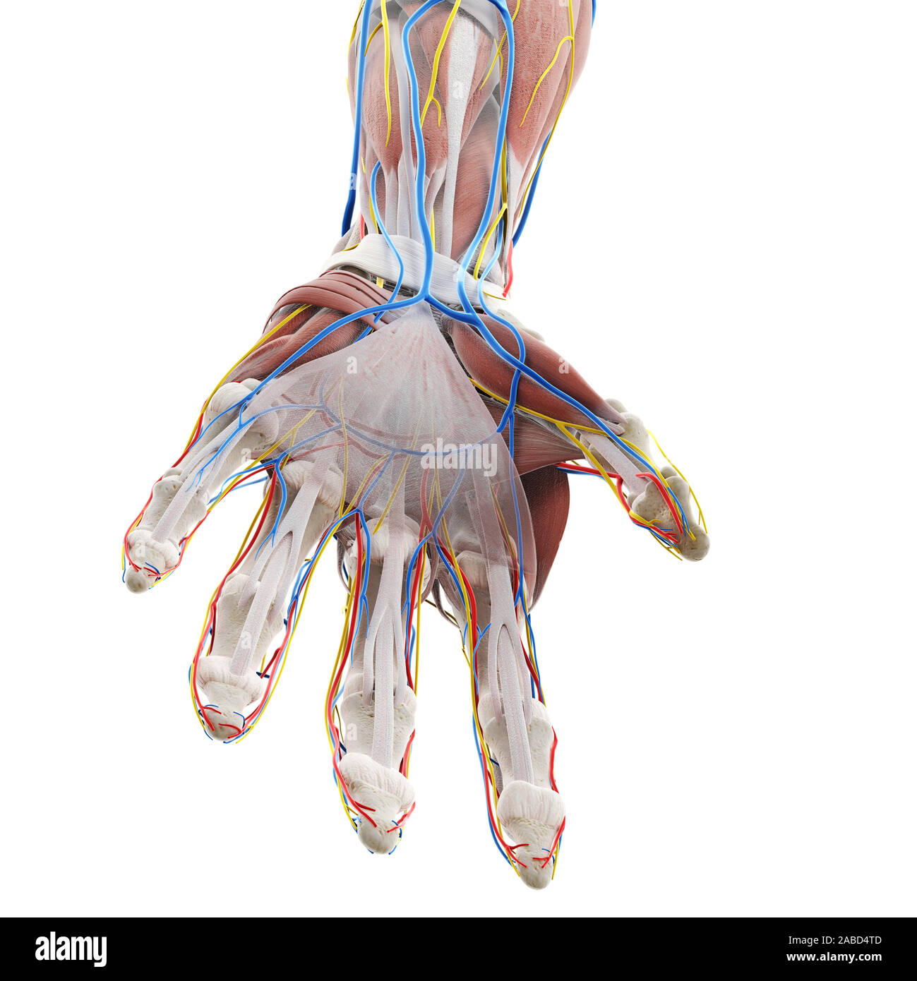 3d rendered medically accurate illustration of the anatomy of the hand ...