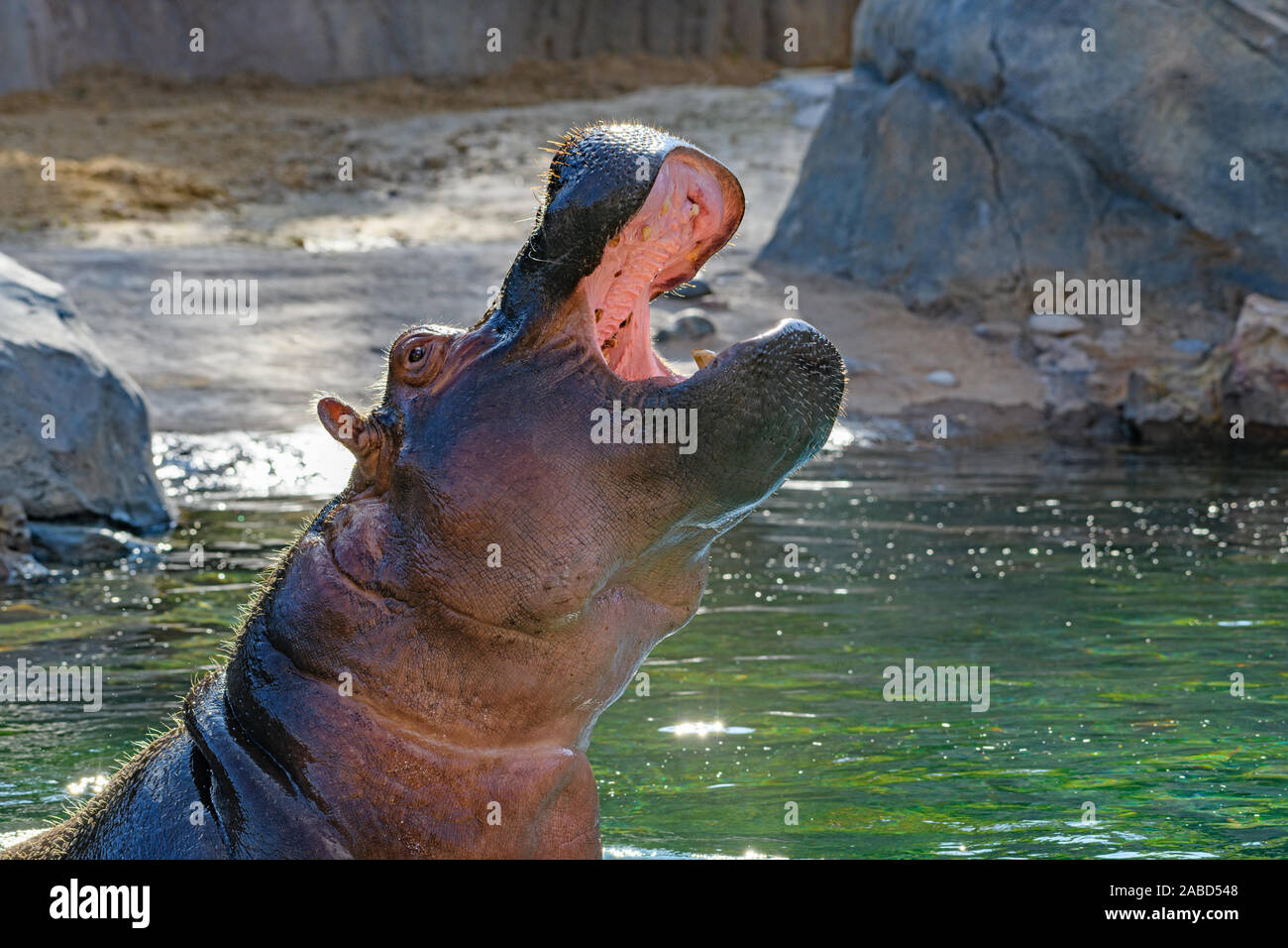 hippopotamus - (Hippopotamus amphibius) or River Horse with head and ...