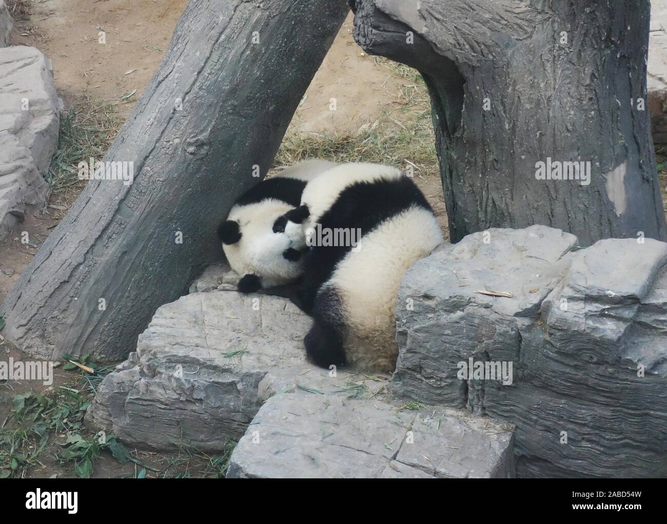 Twin panda sisters spend leisure time by hugging with and fighting ...