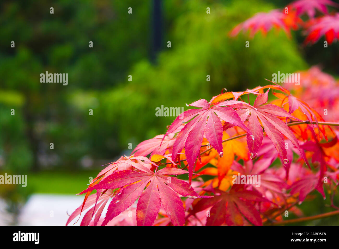 Japanese maple october hi-res stock photography and images - Alamy