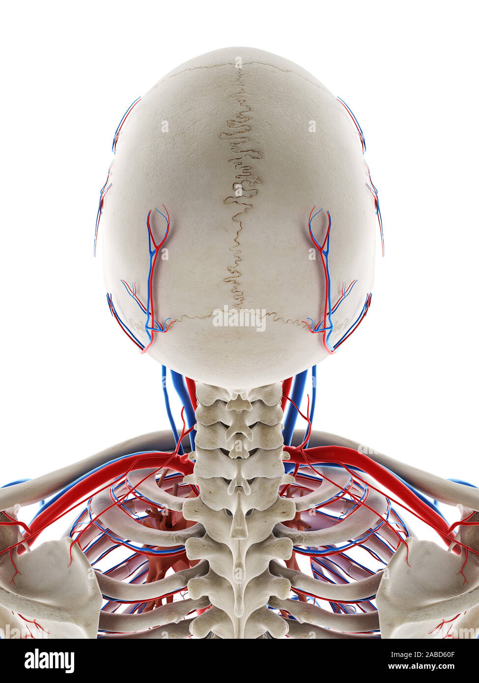 3d rendered medically accurate illustration of the blood vessels of the ...