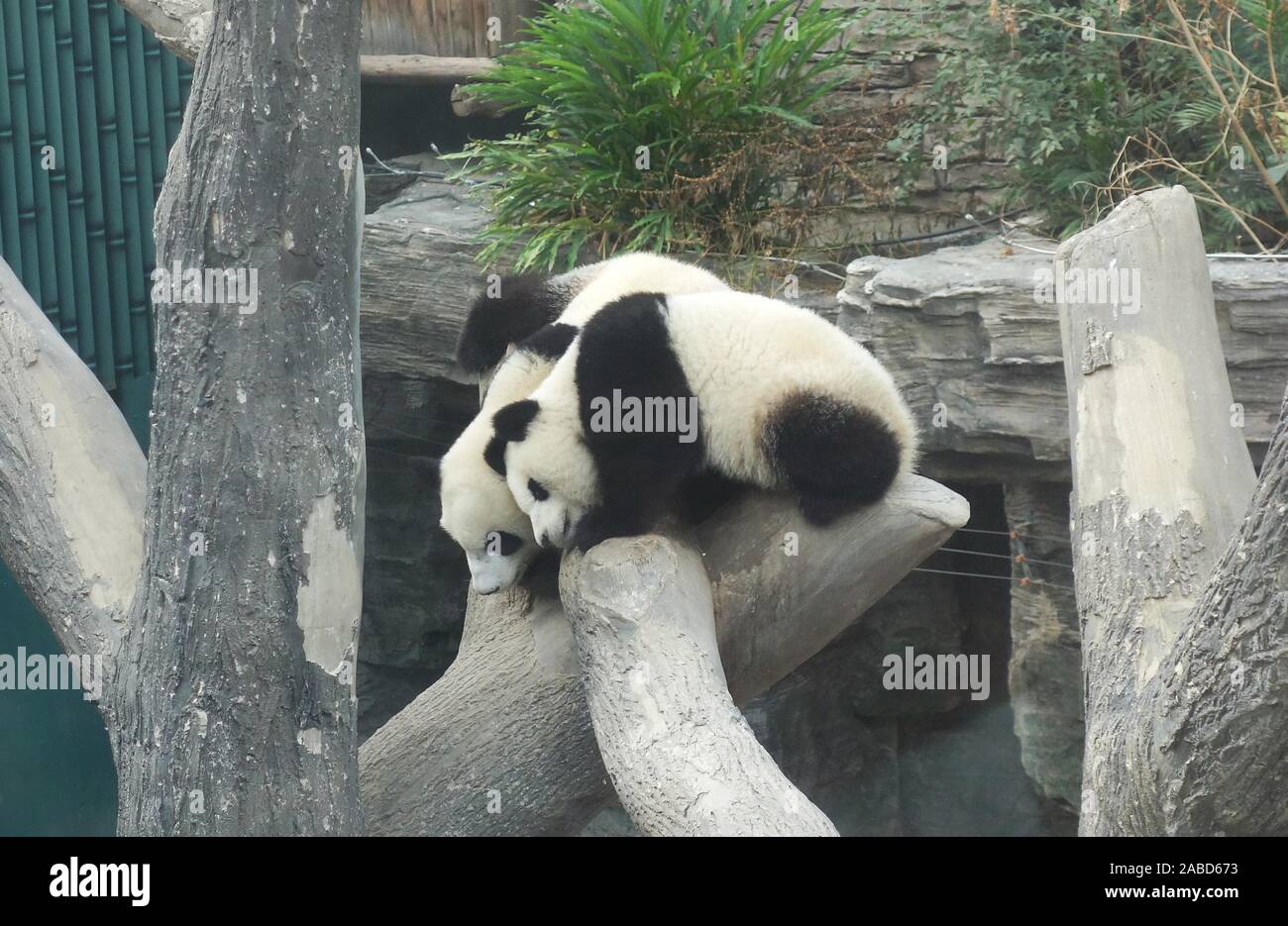 One-year-old twin pandas Meng Bao and Meng Yu just moved to Olympic ...