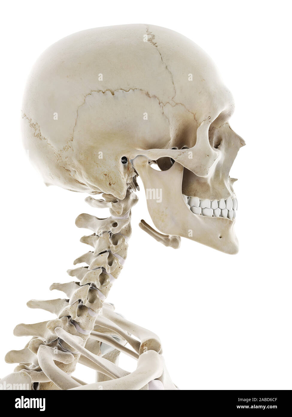 3d rendered medically accurate illustration of the skeletal head Stock ...