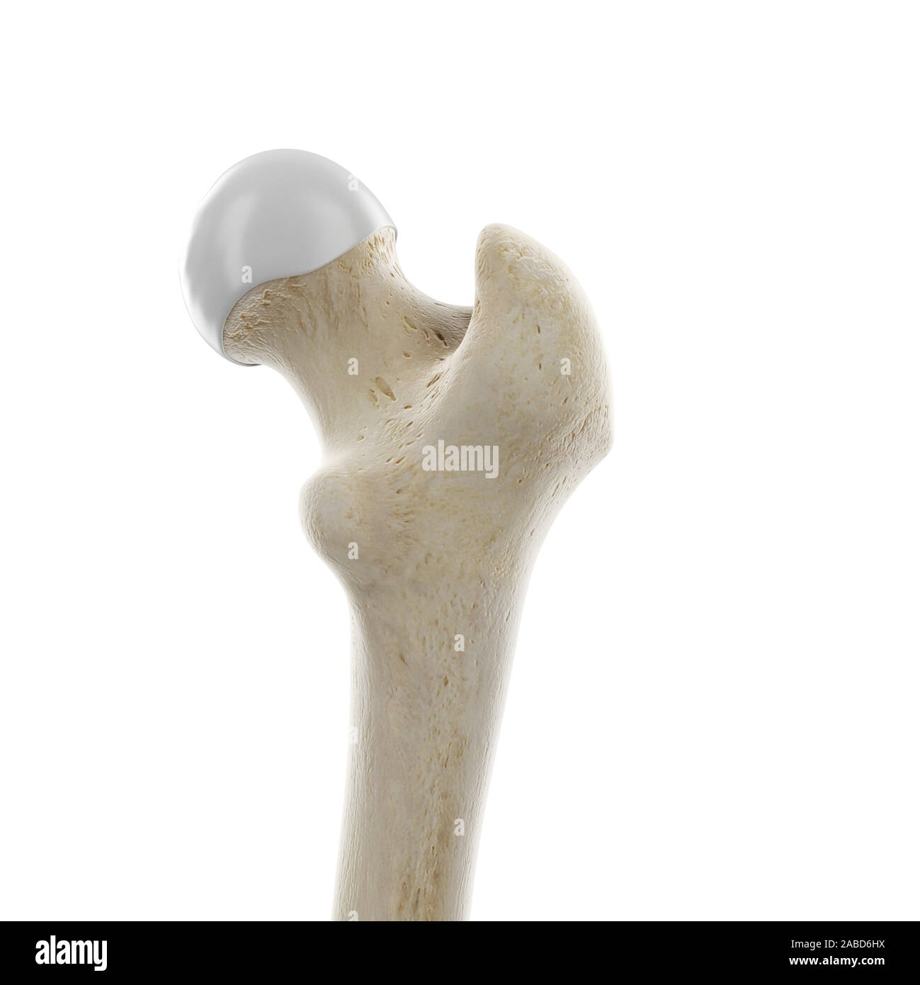 3d rendered medically accurate illustration of the upper femur joint ...