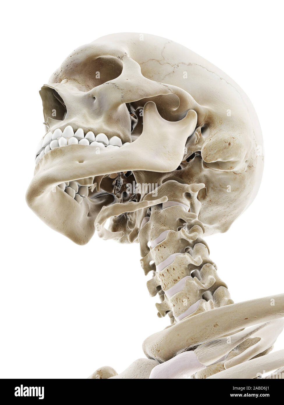 3d rendered medically accurate illustration of the skeletal head Stock ...