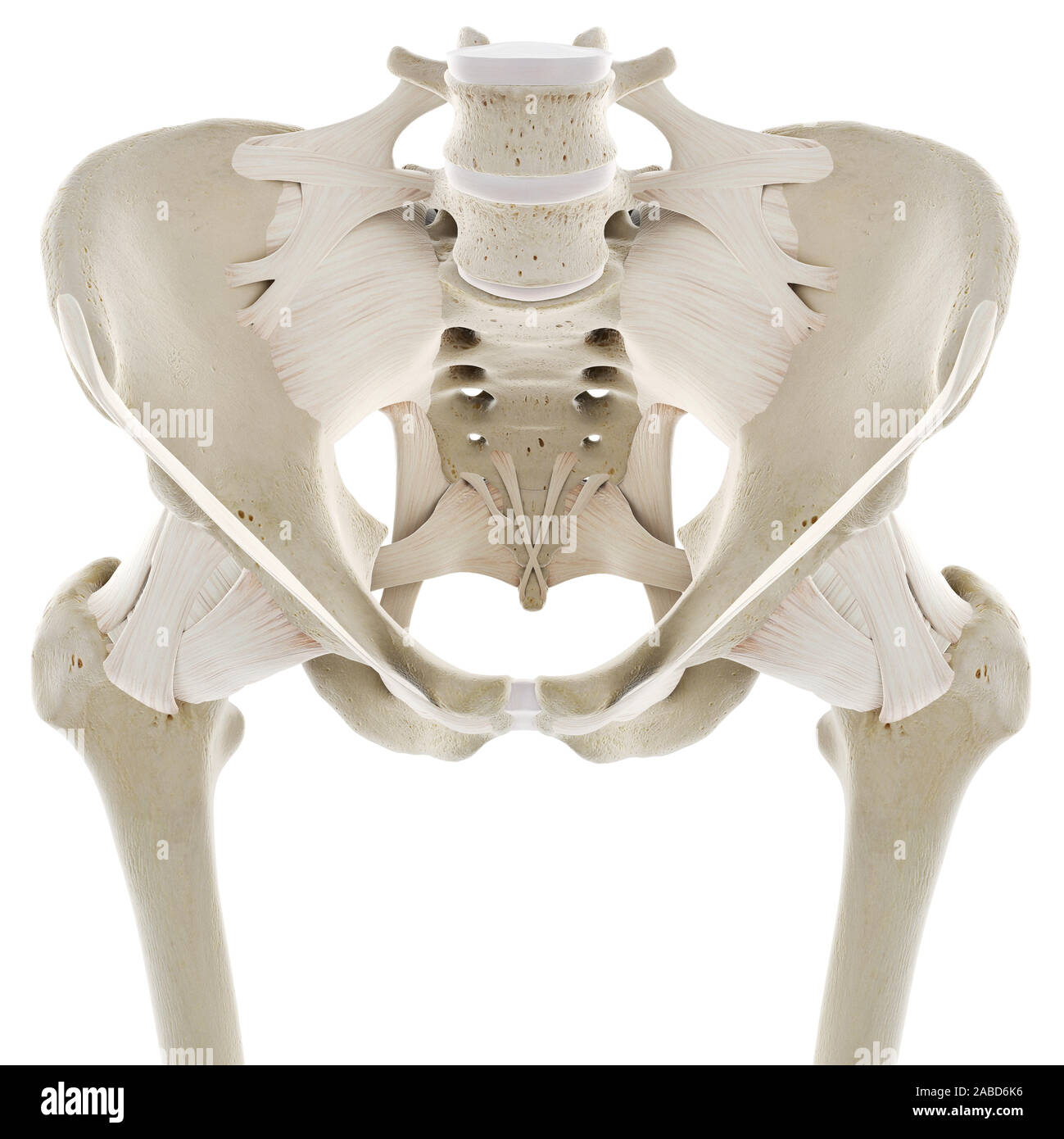 3d rendered medically accurate illustration of the ligaments of the hip ...