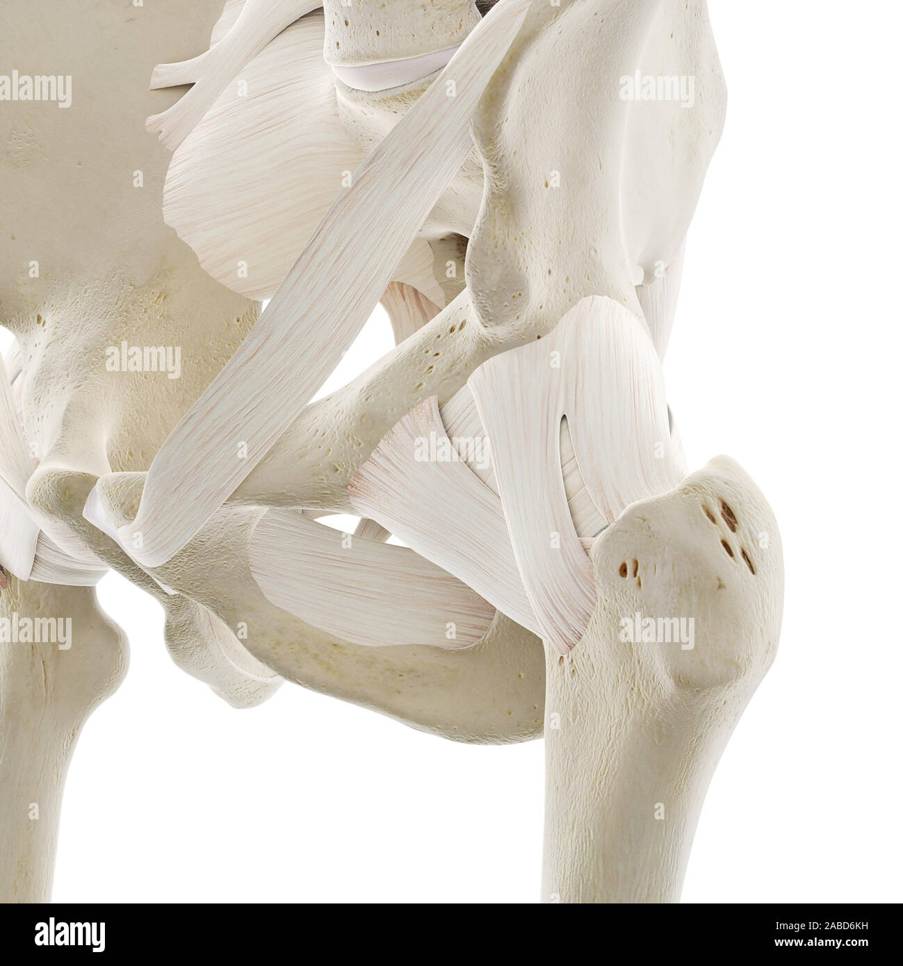 3d rendered medically accurate illustration of the ligaments of the hip ...