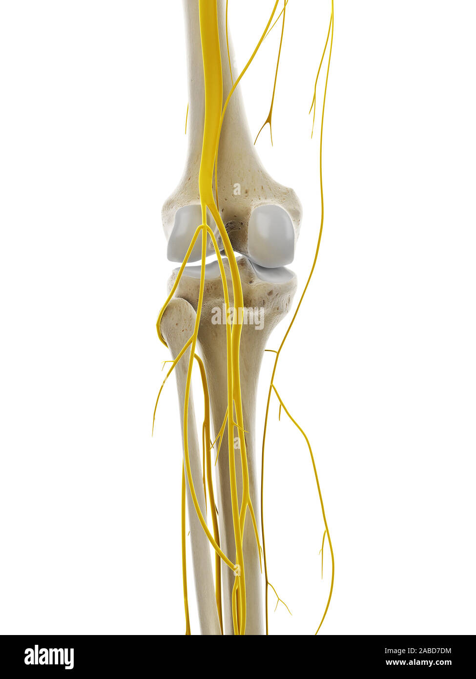 3d rendered medically accurate illustration of the nerves of the knee ...