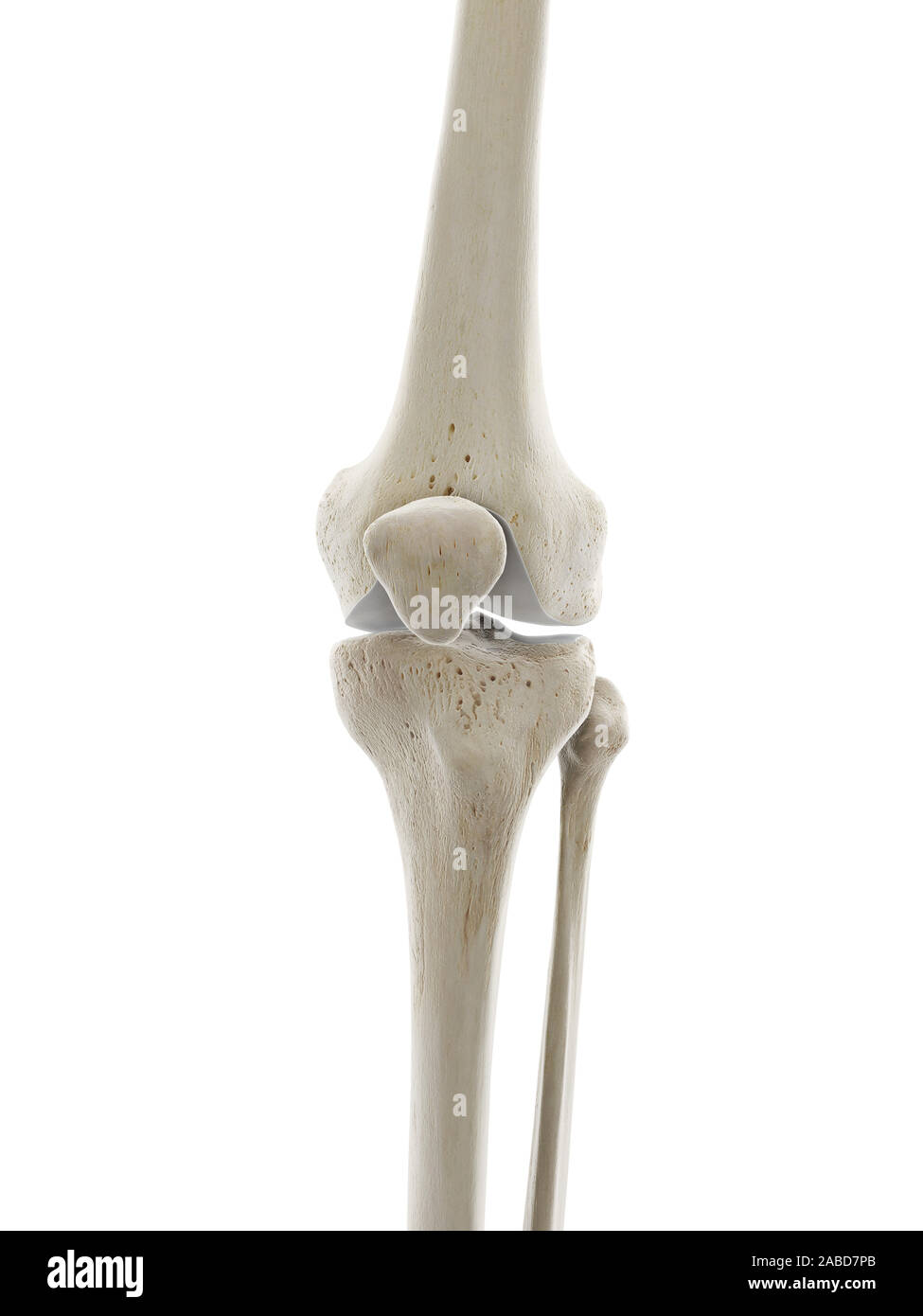 3d rendered medically accurate illustration of the skeletal knee Stock ...
