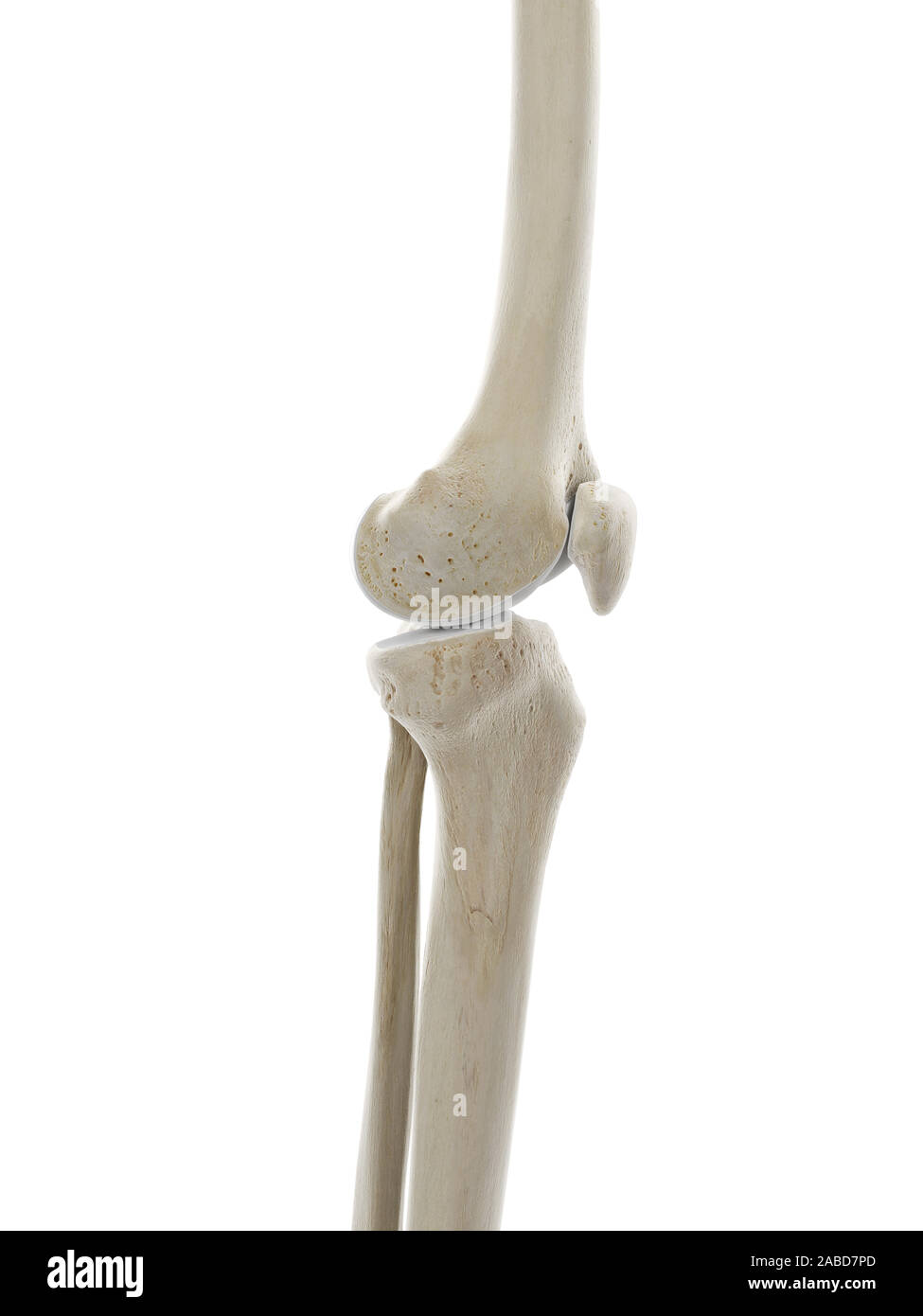 3d rendered medically accurate illustration of the skeletal knee Stock ...