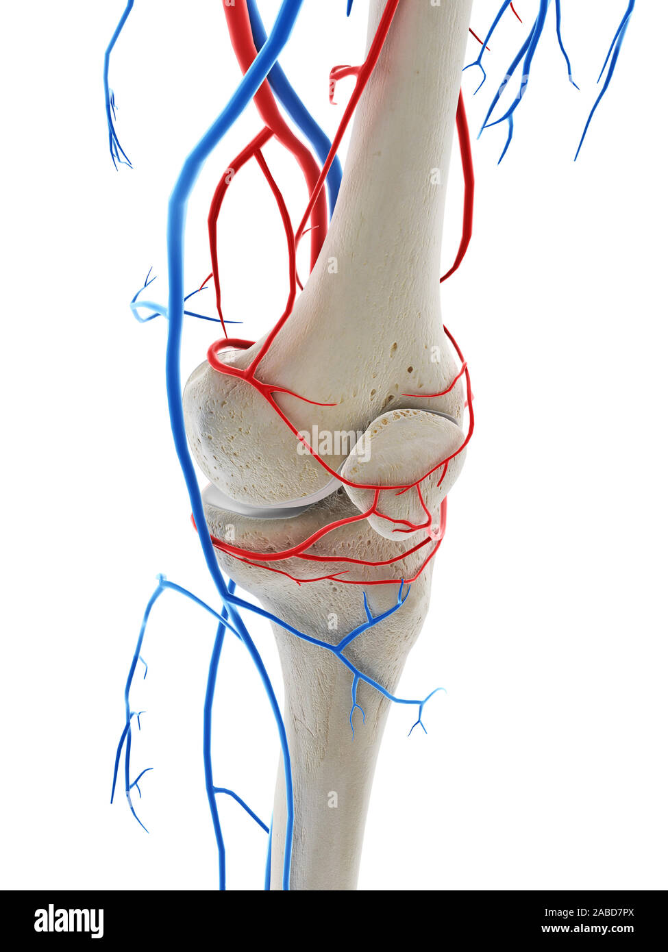 3d rendered medically accurate illustration of the blood vessels of the ...