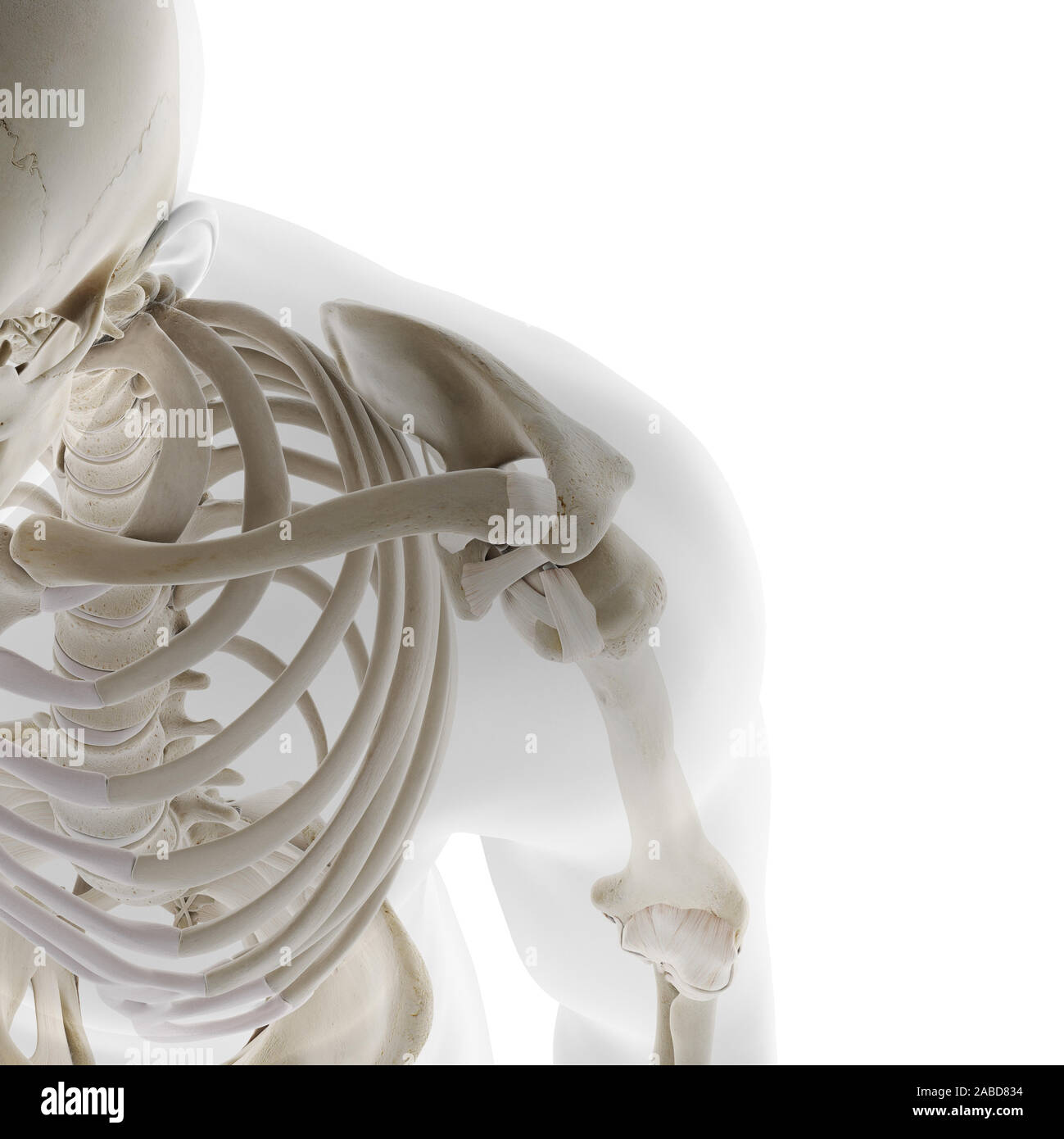 3d rendered medically accurate illustration of the skeletal shoulder ...