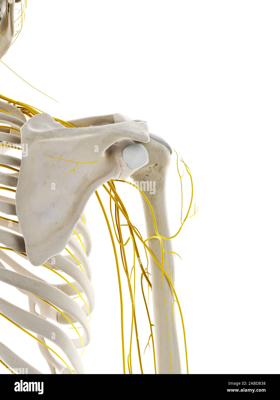 3d rendered medically accurate illustration of the nerves of the ...