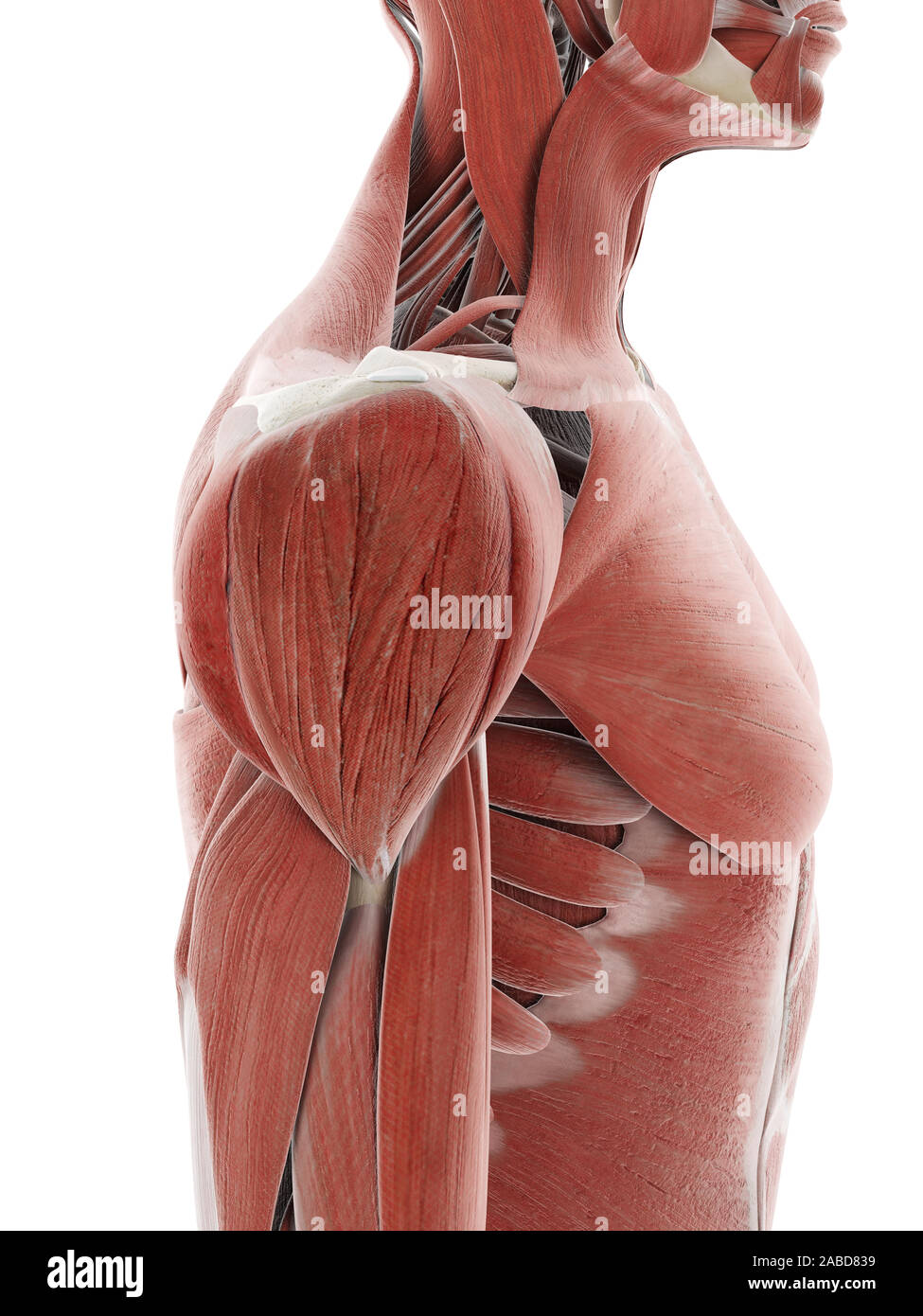 3d rendered medically accurate illustration of the shoulder muscle ...