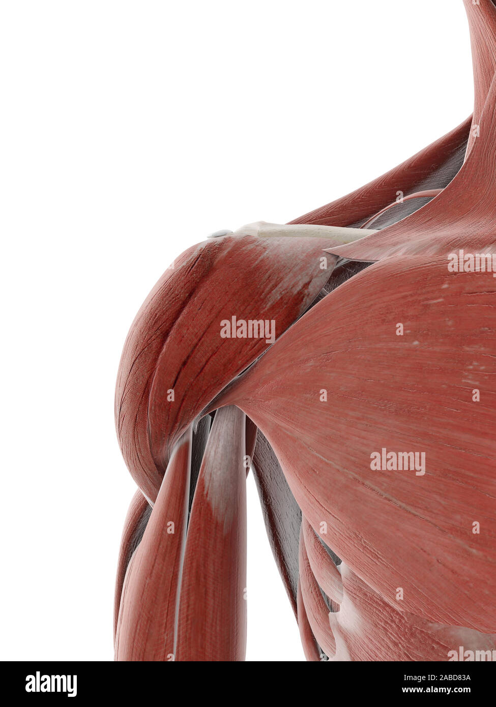 3d rendered medically accurate illustration of the shoulder muscle ...