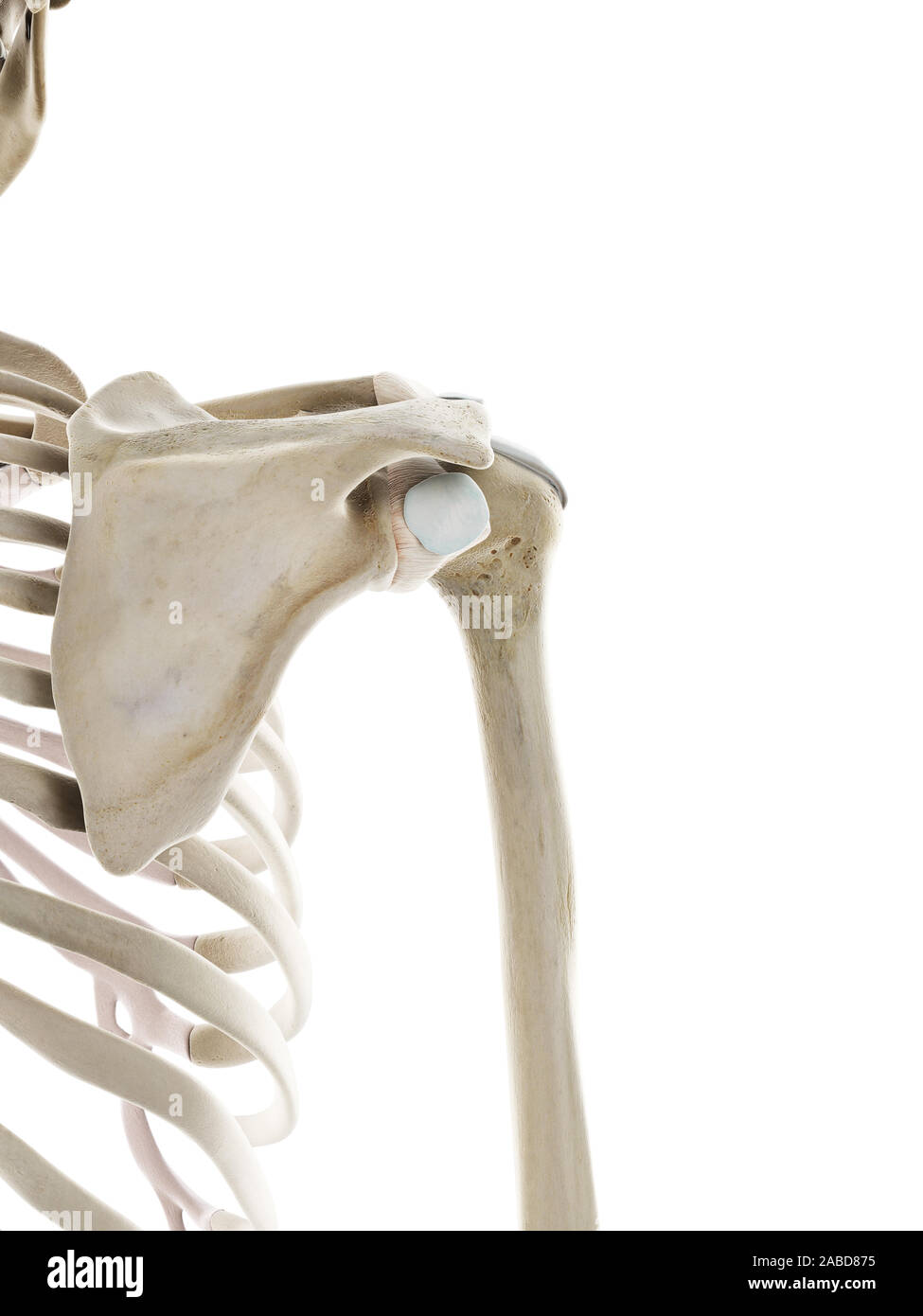 3d rendered medically accurate illustration of the skeletal shoulder ...