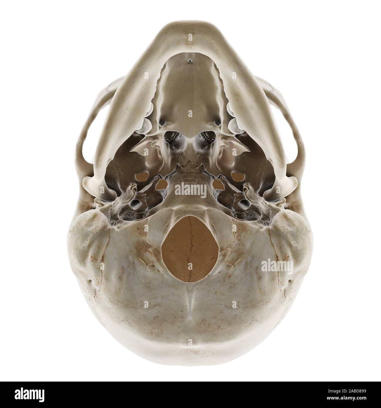 3d rendered medically accurate illustration of the human skull Stock ...