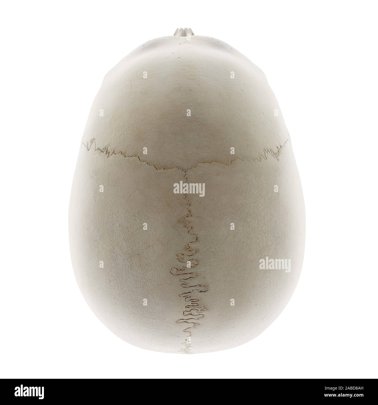 3d rendered medically accurate illustration of the human skull Stock ...