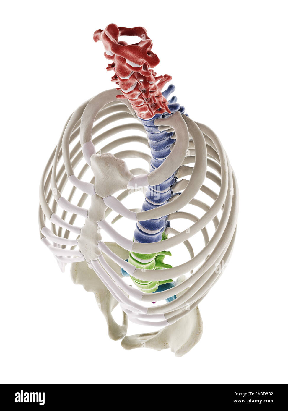 3d rendered medically accurate illustration of the segments of the ...