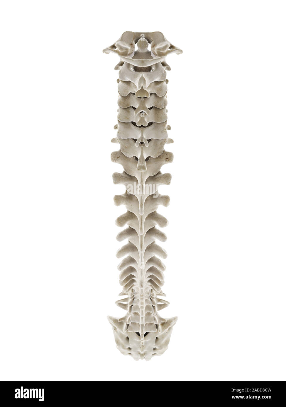 Human spine healthy hi-res stock photography and images - Alamy