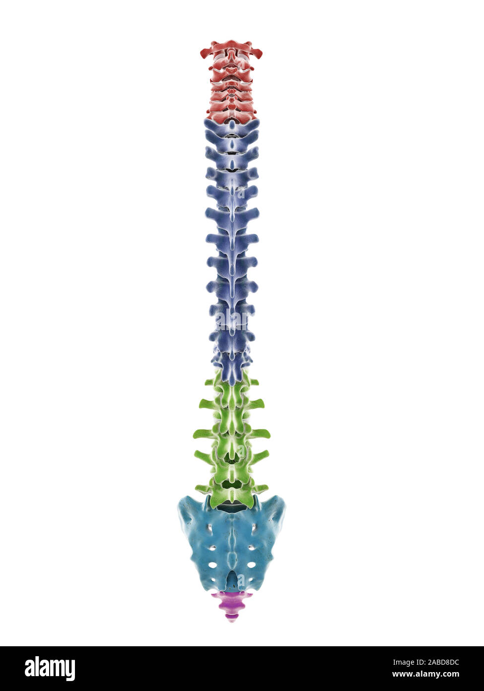 3d rendered medically accurate illustration of the segments of the ...