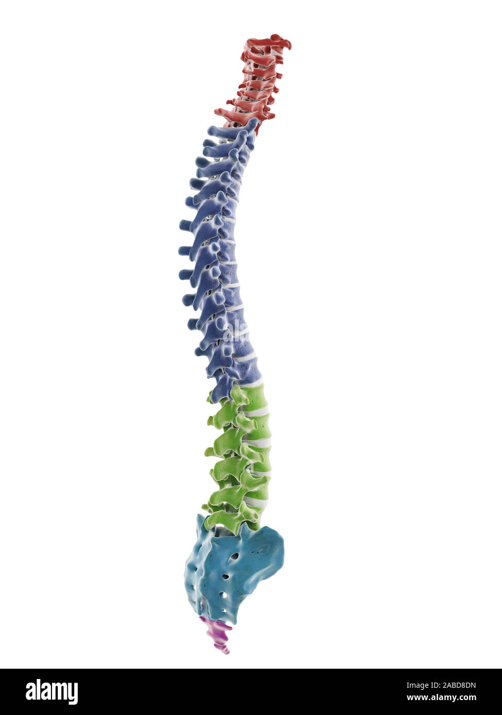 3d rendered medically accurate illustration of the segments of the ...