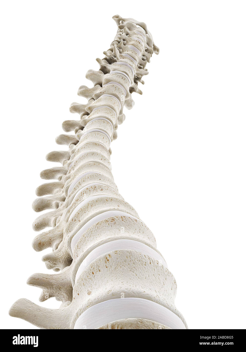 3d rendered medically accurate illustration of a healthy human spine ...
