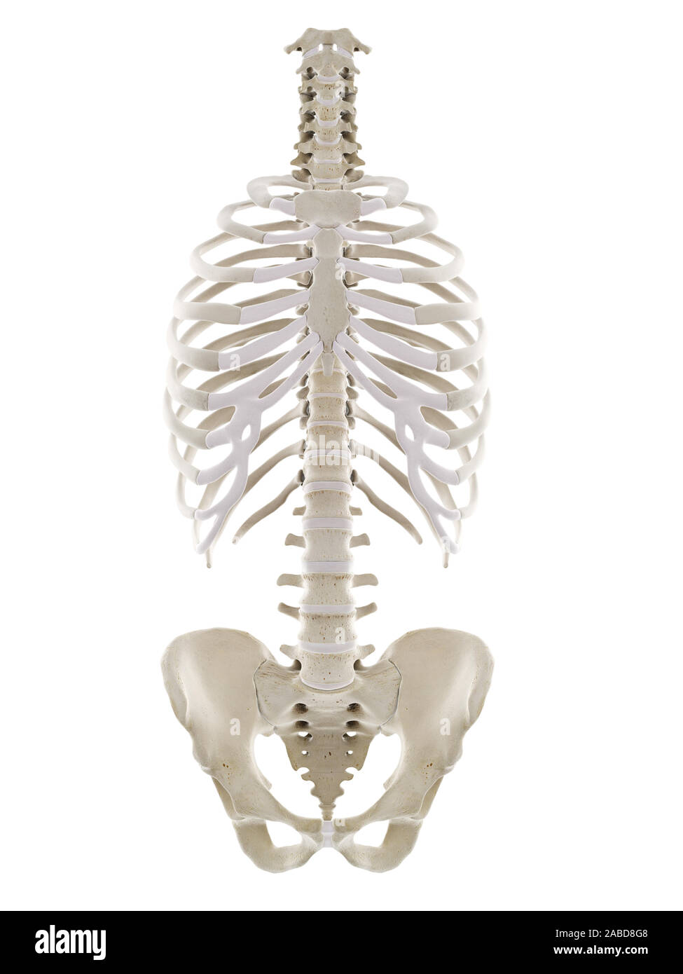 Human intervertebral discs Cut Out Stock Images & Pictures - Alamy