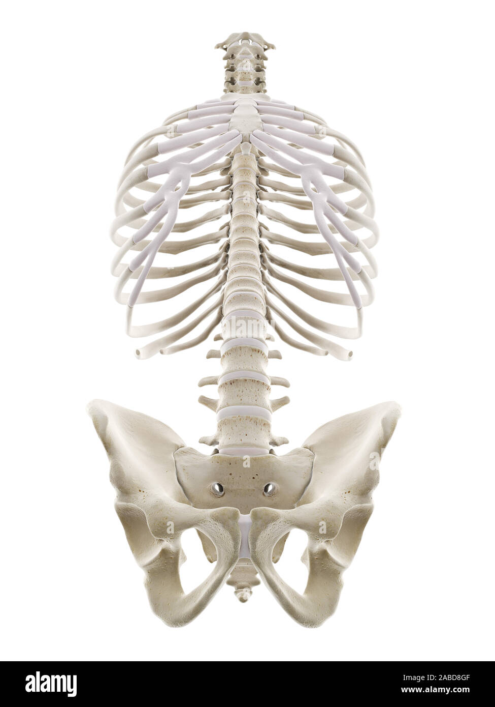 Human intervertebral discs Cut Out Stock Images & Pictures - Alamy