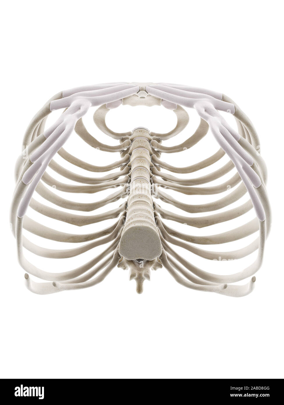 3d rendered medically accurate illustration of the thorax Stock Photo ...