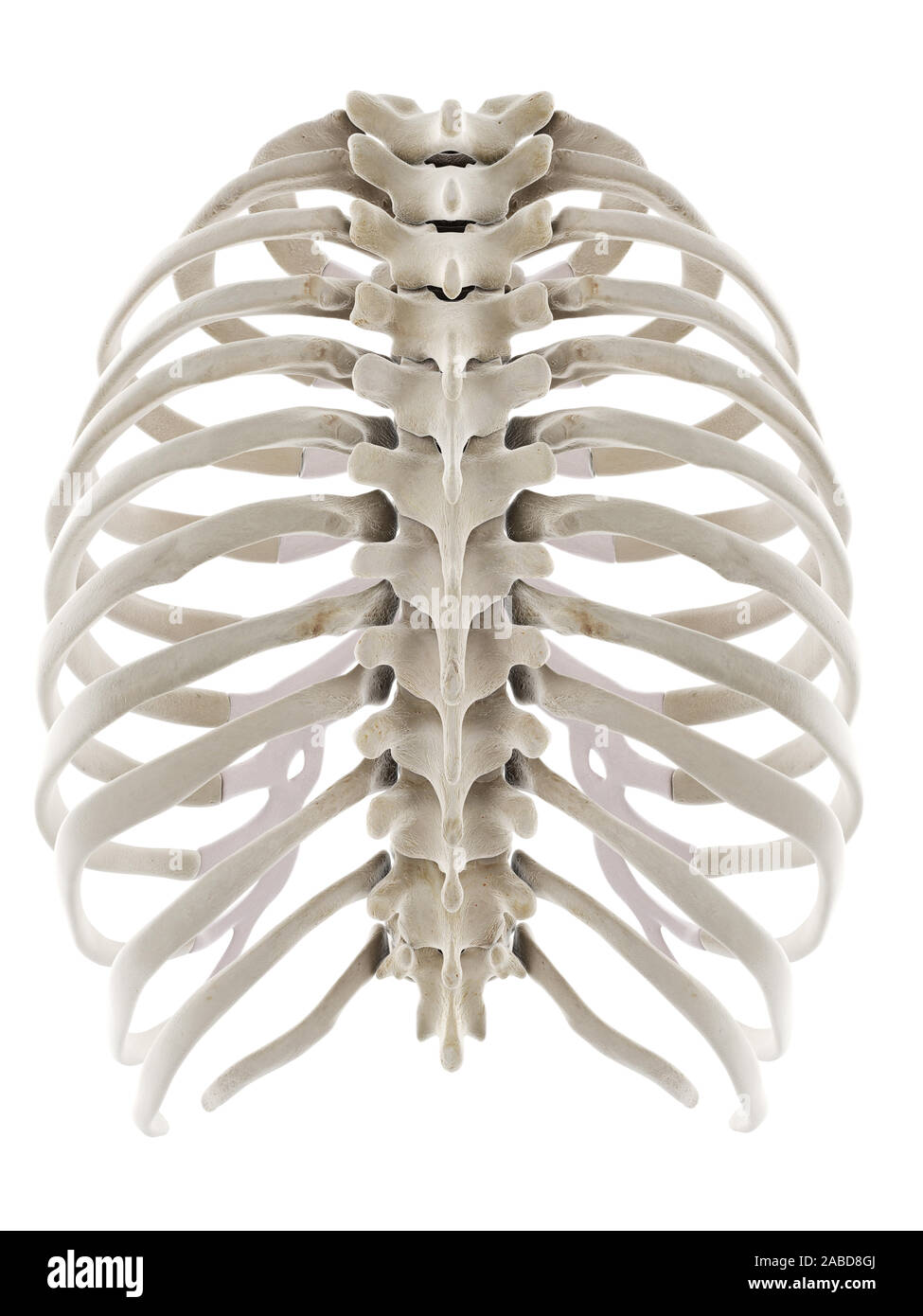 3d rendered medically accurate illustration of the thorax Stock Photo ...