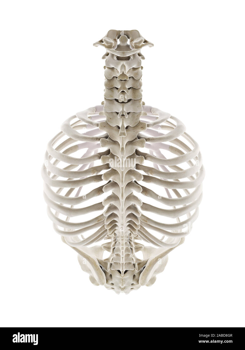 3d rendered medically accurate illustration of the human thorax Stock ...