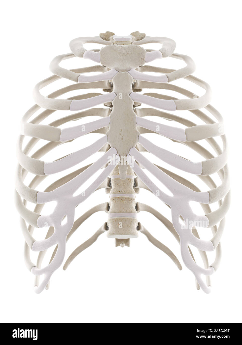 3d rendered medically accurate illustration of the thorax Stock Photo ...