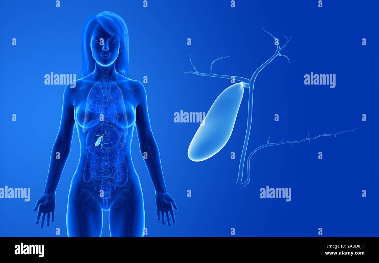 3d rendered medically accurate illustration of the female gallbladder ...