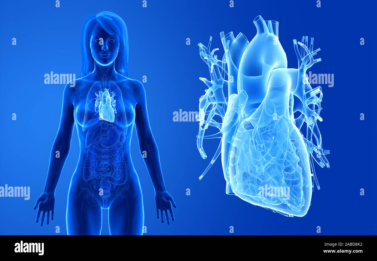 3d rendered medically accurate illustration of the female heart Stock ...