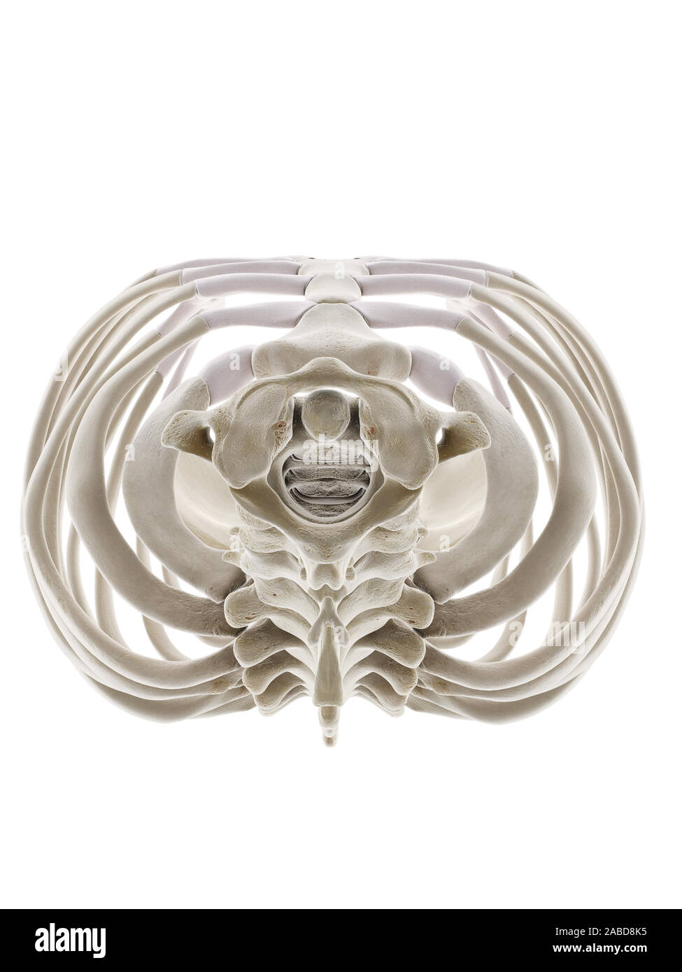 Human spinal discs Cut Out Stock Images & Pictures - Alamy