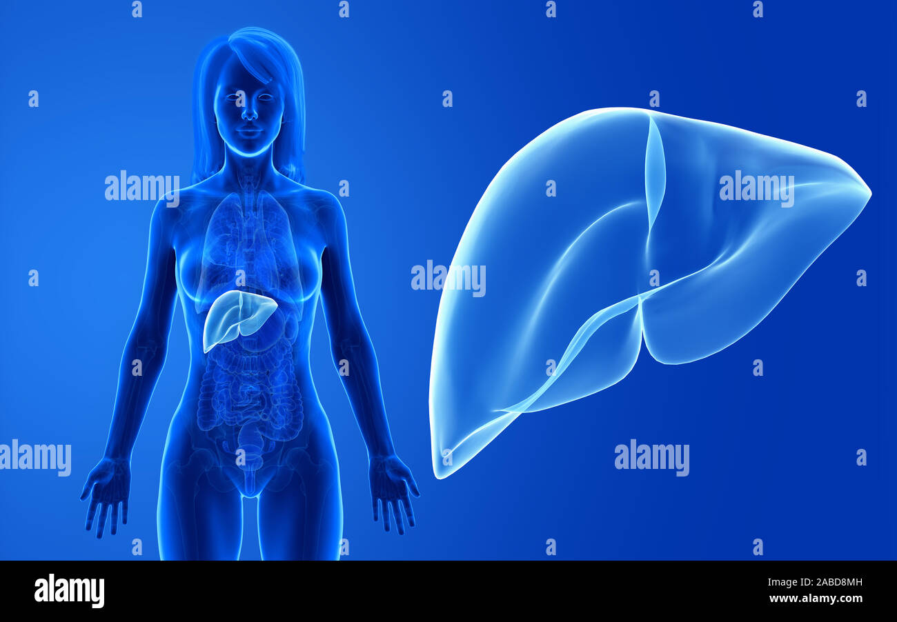 Female liver anatomy hi-res stock photography and images - Alamy