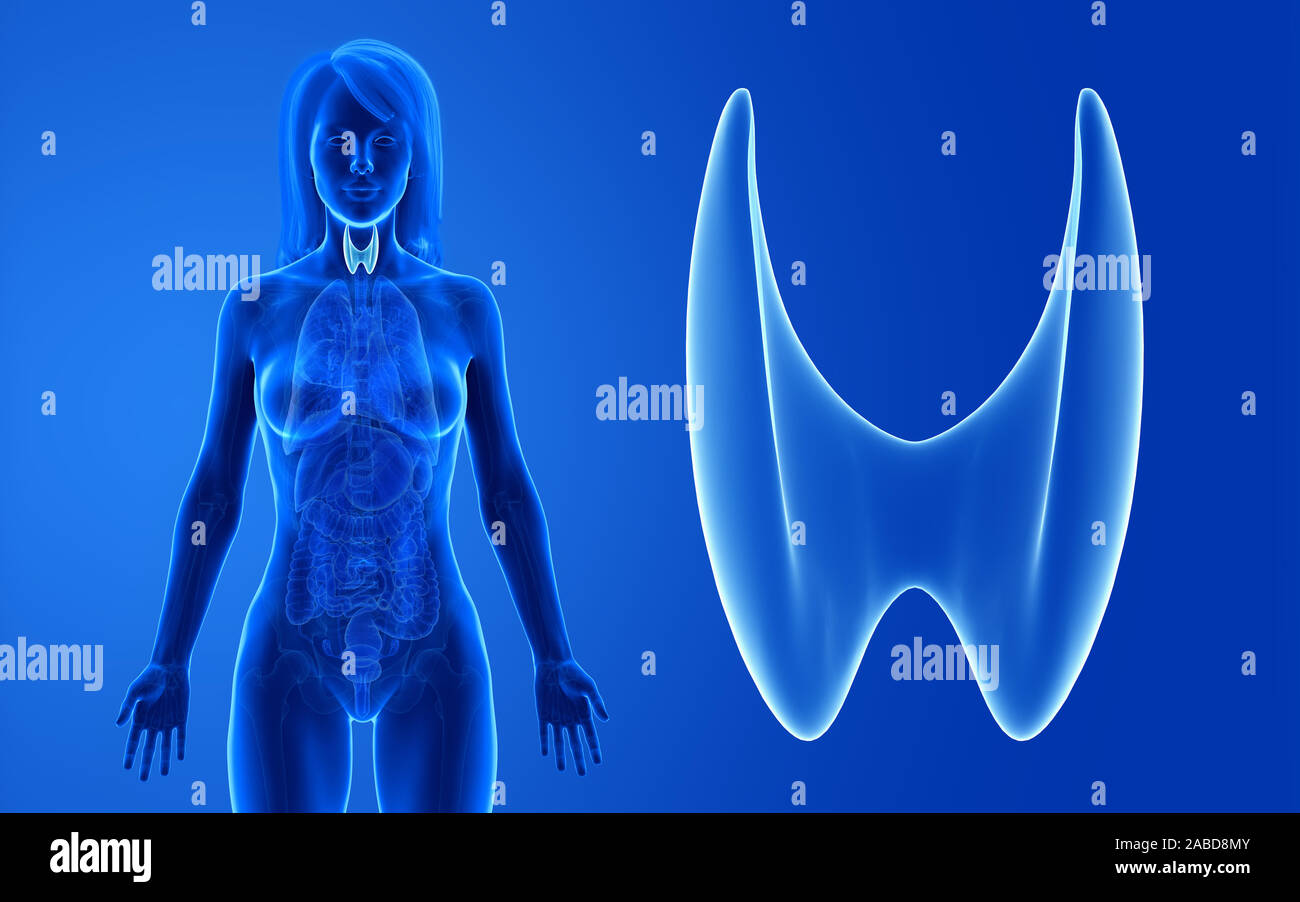 3d rendered medically accurate illustration of the female thyroid Stock ...