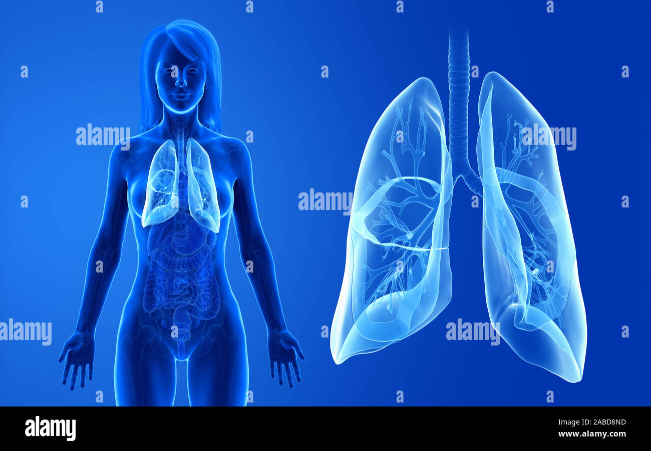 Female lung anatomy hi-res stock photography and images - Alamy