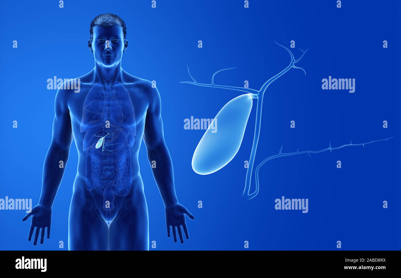 3d rendered medically accurate illustration of the male gallbladder ...