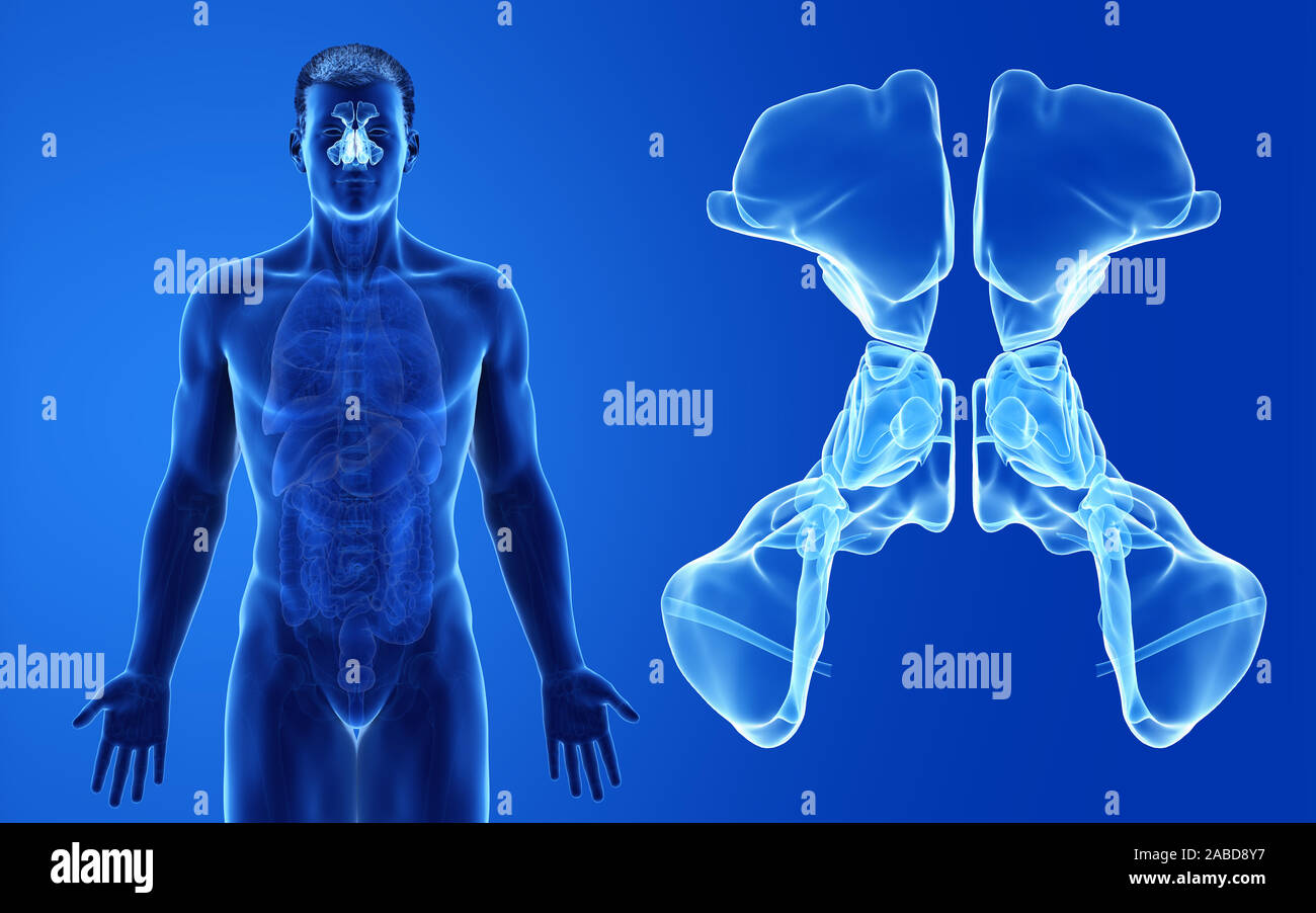 3d rendered medically accurate illustration of the male sinuses Stock ...