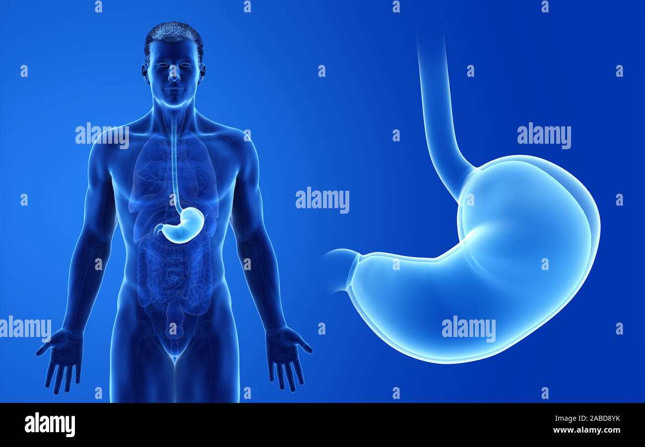 3d rendered medically accurate illustration of the male stomach Stock ...