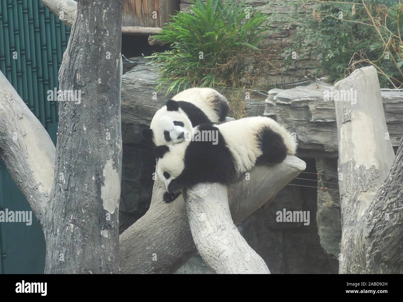 One-year-old twin pandas Meng Bao and Meng Yu just moved to Olympic ...