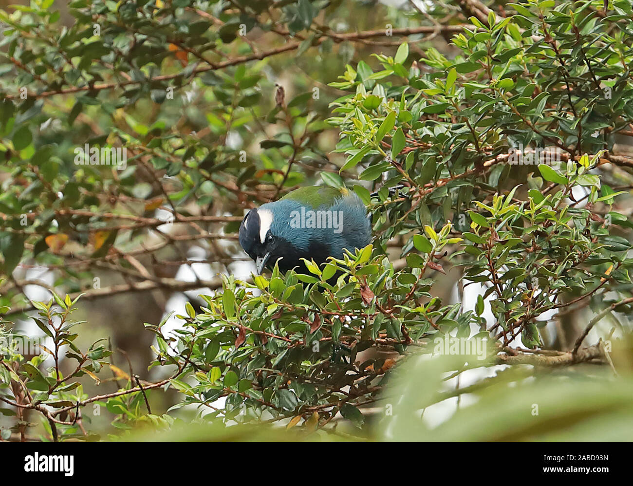 Eastern Crested Berrypecker (Paramythia montium montium) adult feeding ...