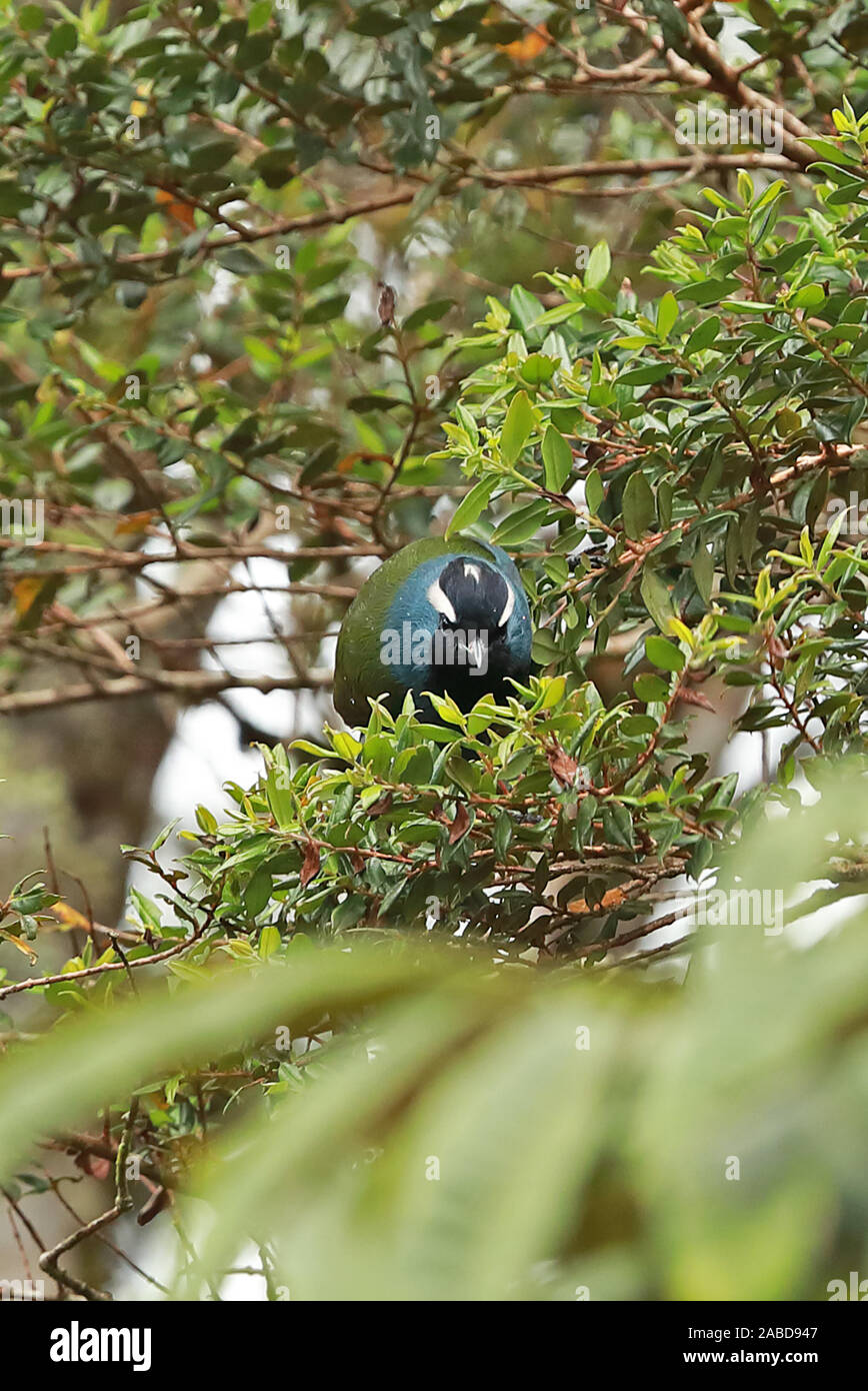 Eastern Crested Berrypecker (Paramythia montium montium) adult feeding ...