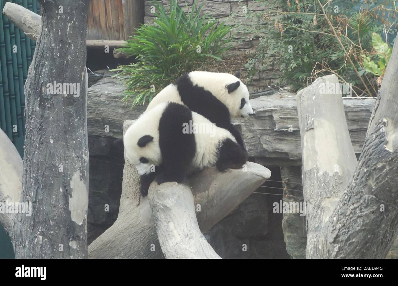 One-year-old twin pandas Meng Bao and Meng Yu just moved to Olympic ...