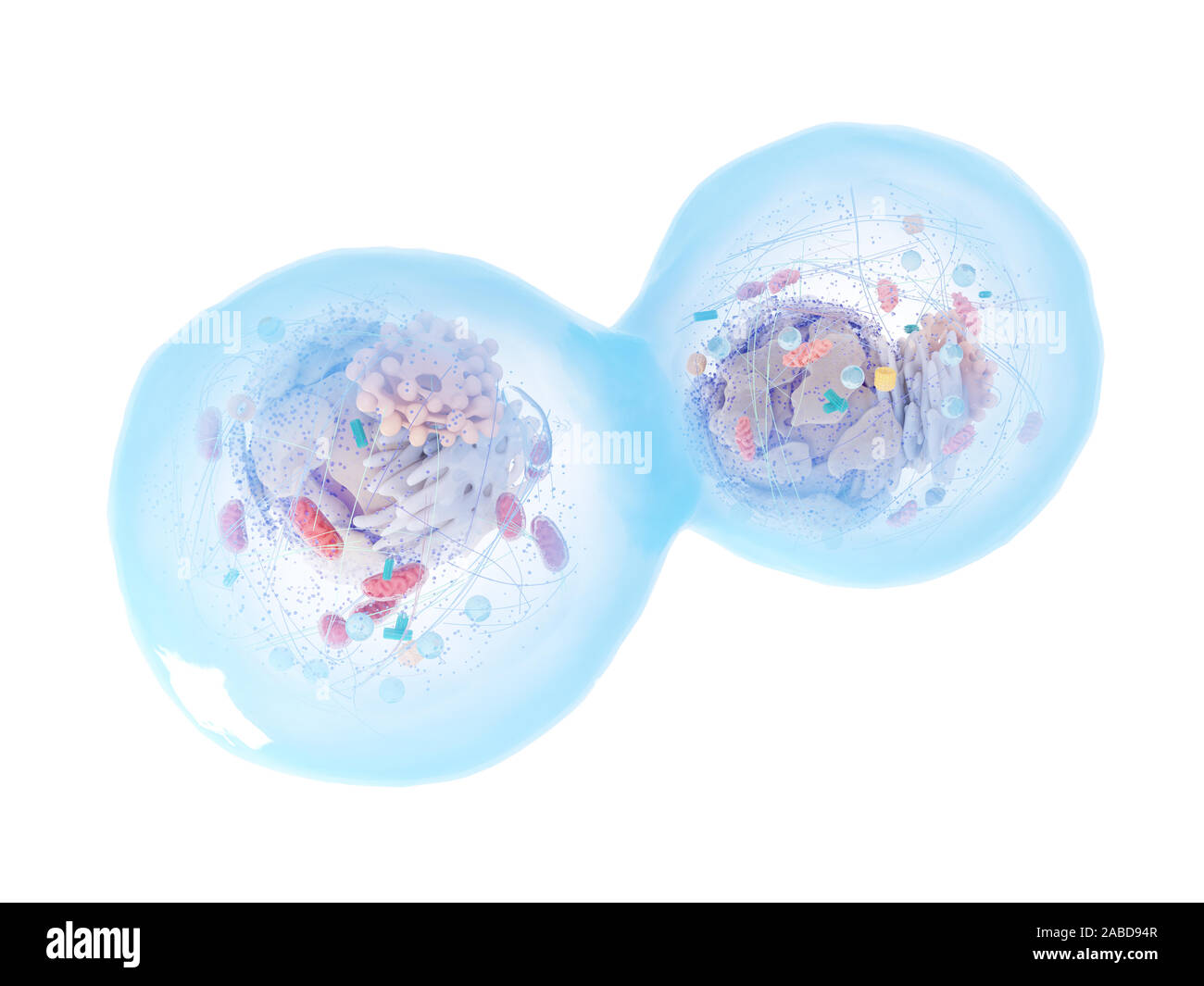 3d rendered medically accurate illustration of a dividing human cell ...